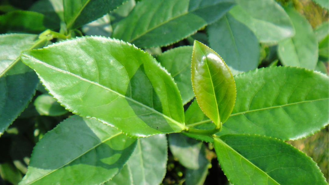 Curious about TEA? – East Forged